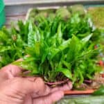 Java Fern: How to Plant and Care for - The Aquarium Life