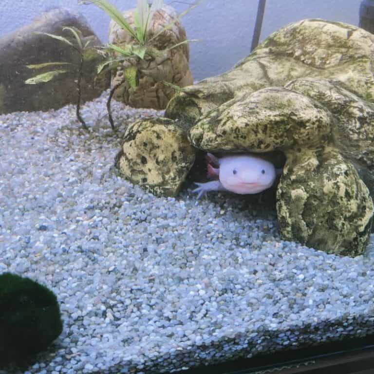 Axolotl Tank Setup: Tips & Ideas for A Healthy Habitat