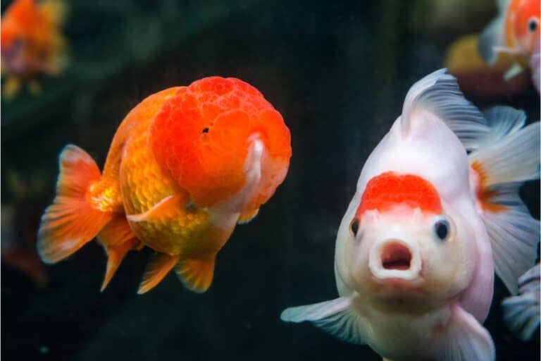 Oranda Goldfish: The Crown Jewel of Fancy Goldfish