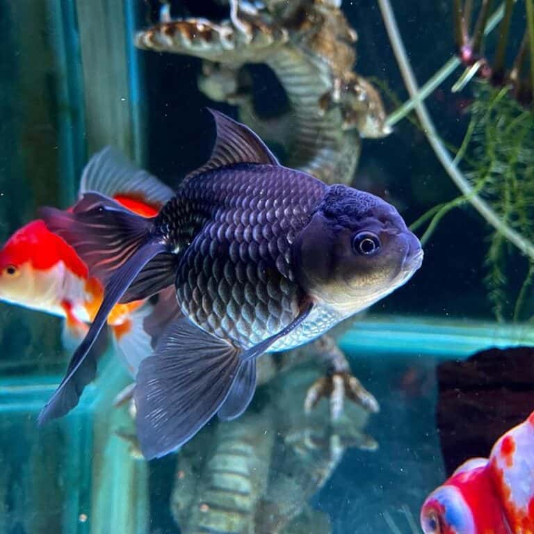 Oranda Goldfish: The Crown Jewel of Fancy Goldfish
