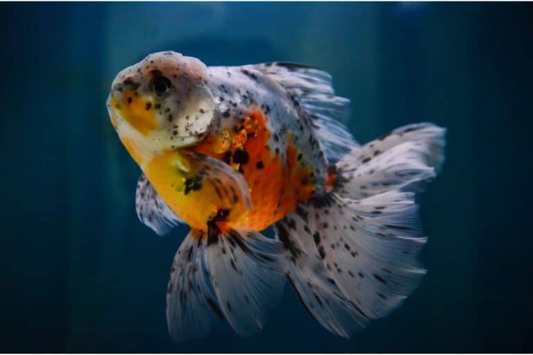 Oranda Goldfish: The Crown Jewel of Fancy Goldfish