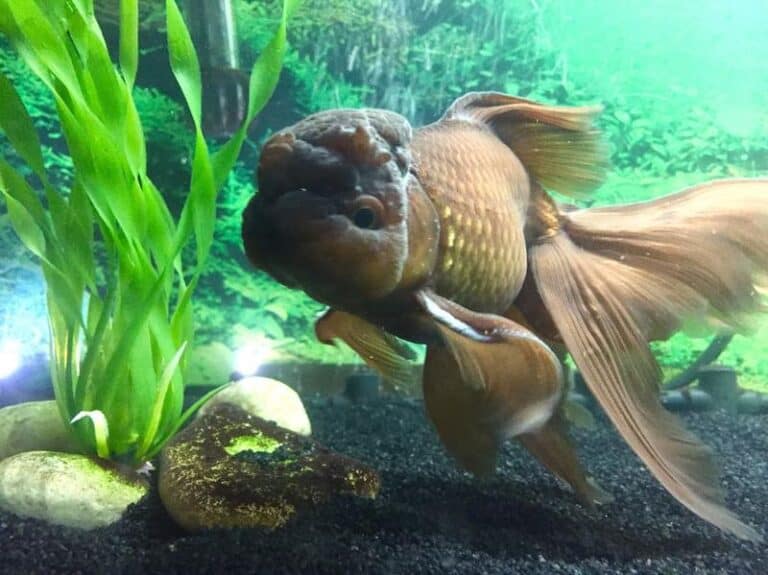 Oranda Goldfish: The Crown Jewel of Fancy Goldfish