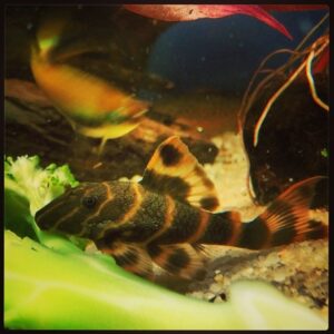 Clown Pleco Guide: Size, Care, Food & Tank Mates