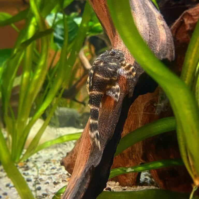 Clown Pleco Guide: Size, Care, Food & Tank Mates