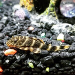 Clown Pleco Guide: Size, Care, Food & Tank Mates