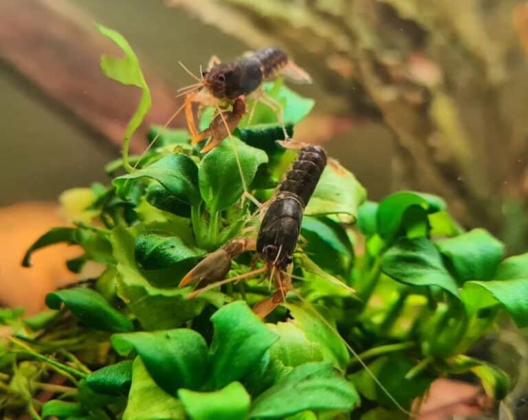 What Do Crayfish Eat? As Pet & In The Wild - The Aquarium Life