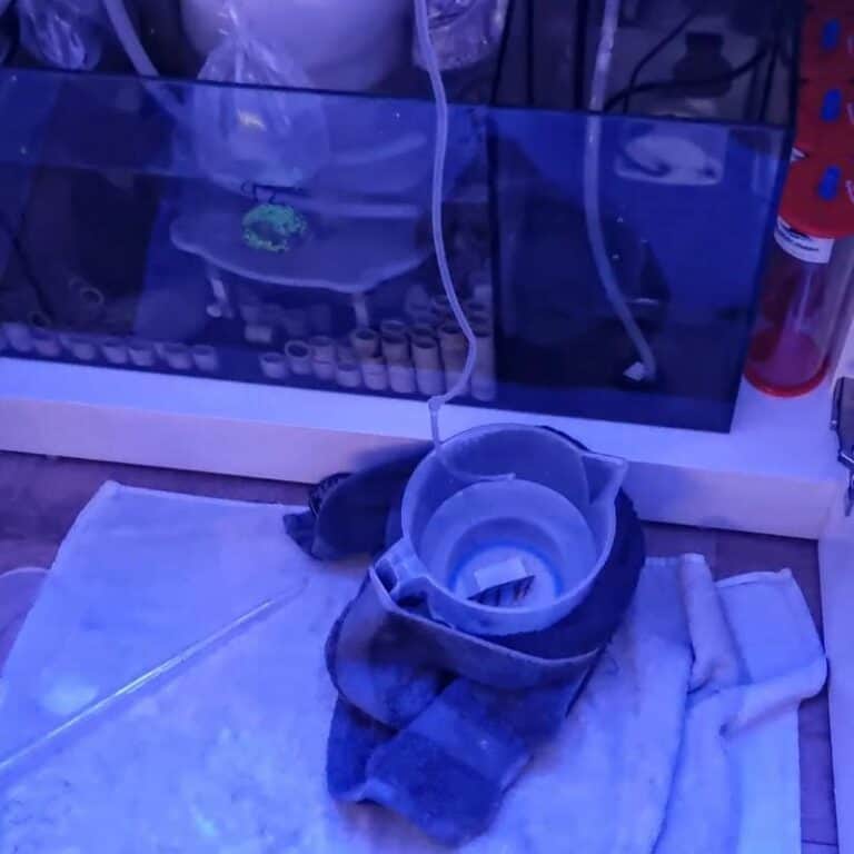 2 Easy Methods To Acclimate Fish: Floating & Drip