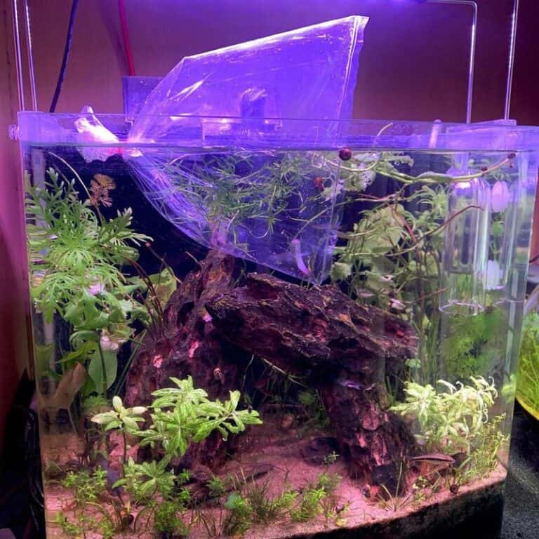 2 Easy Methods To Acclimate Fish: Floating & Drip