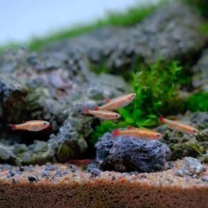 White Cloud Mountain Minnows Care