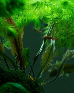 Hornwort Care: Easy Keep as Floating & Bottom Plants