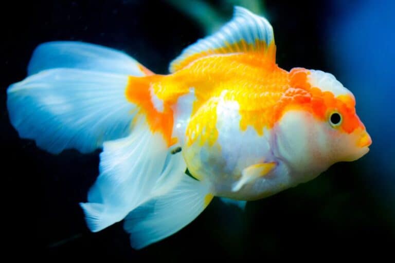 Oranda Goldfish: The Crown Jewel of Fancy Goldfish