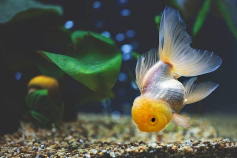 Oranda Goldfish: The Crown Jewel of Fancy Goldfish