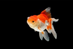 Oranda Goldfish: The Crown Jewel of Fancy Goldfish
