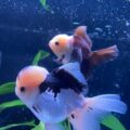 Oranda Goldfish: The Crown Jewel of Fancy Goldfish