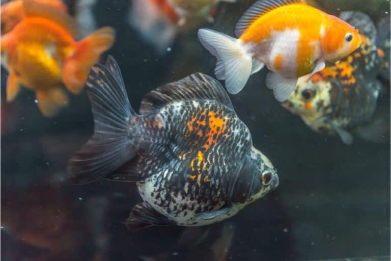 Ryukin Goldfish: Facts and Care Guide