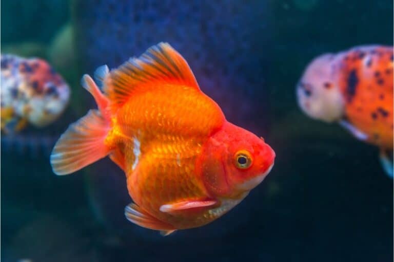 Ryukin Goldfish: Facts and Care Guide