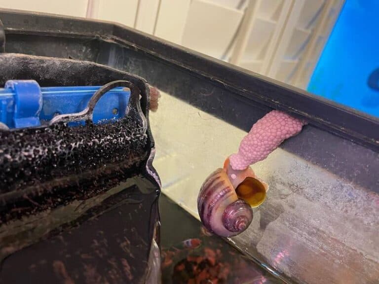 Aquarium Snail Eggs: What to Do with Them?