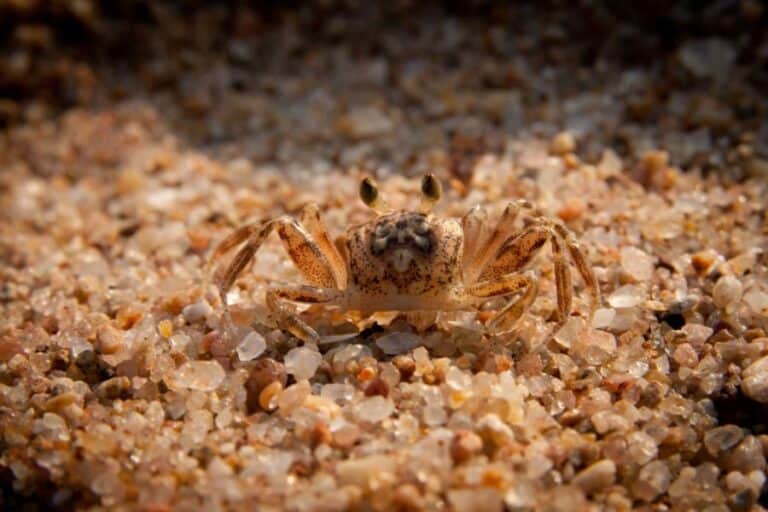 What Do Crabs Eat? As Pet & In The Ocean