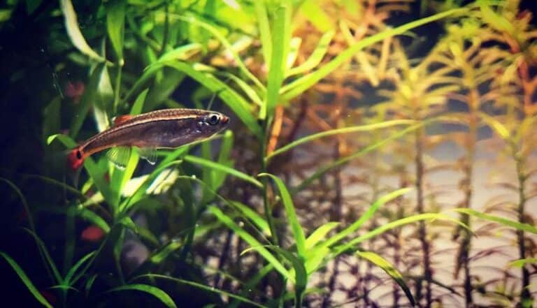 White Cloud Mountain Minnows Care