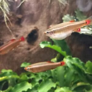 White Cloud Mountain Minnows Care
