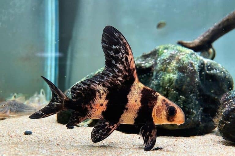 Chinese High Fin Banded Shark: Size, Tank Mates, & More