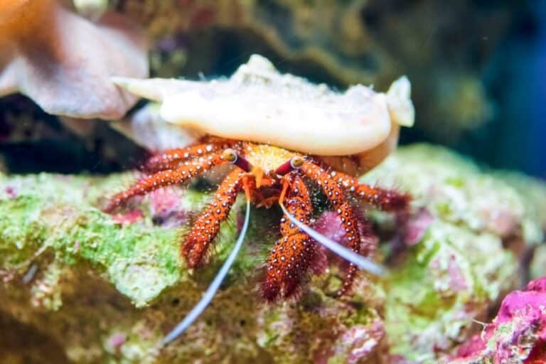 What Do Crabs Eat? As Pet & In The Ocean