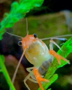What Do Crayfish Eat? As Pet & In The Wild - The Aquarium Life