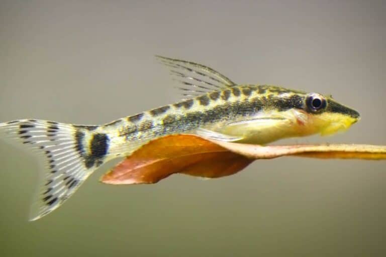 Otocinclus Catfish Guide: Size, Care, Food & Tank Mates