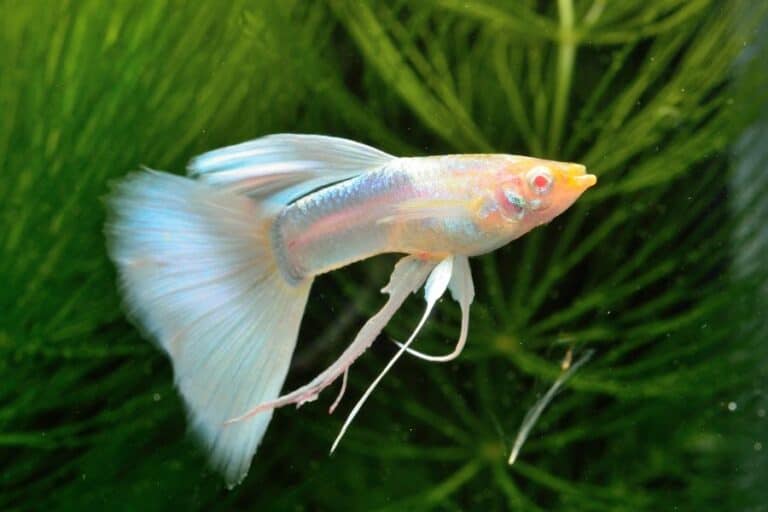 40+ Types of Guppies: Different Colors, Tails Variants