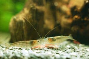 Amano Shrimp Care: Lifespan, Tank Size, Diet