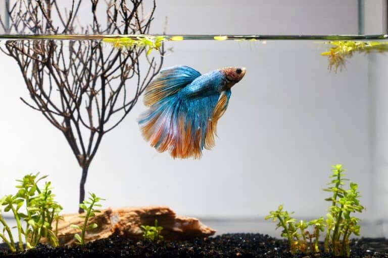 4 Best Substrates For Betta Fish