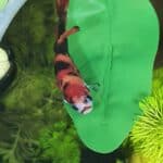 14 Betta Fish Diseases: Symptoms & Treatment - The Aquarium Life