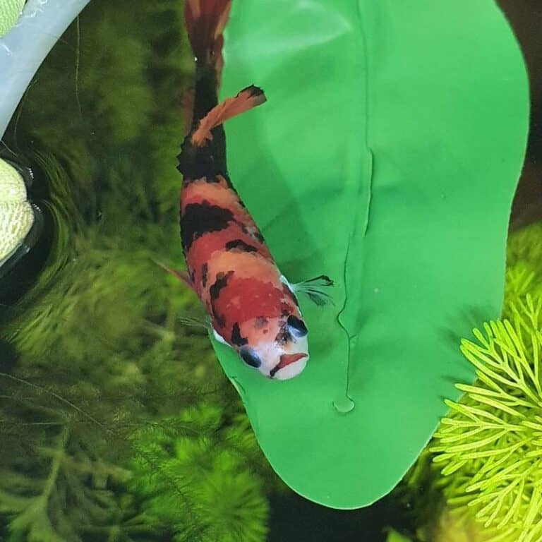 14 Betta Fish Diseases: Symptoms & Treatment - The Aquarium Life