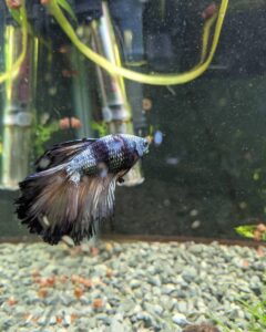 14 Betta Fish Diseases: Symptoms & Treatment - The Aquarium Life