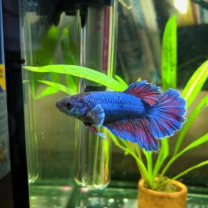 14 Betta Fish Diseases: Symptoms & Treatment - The Aquarium Life