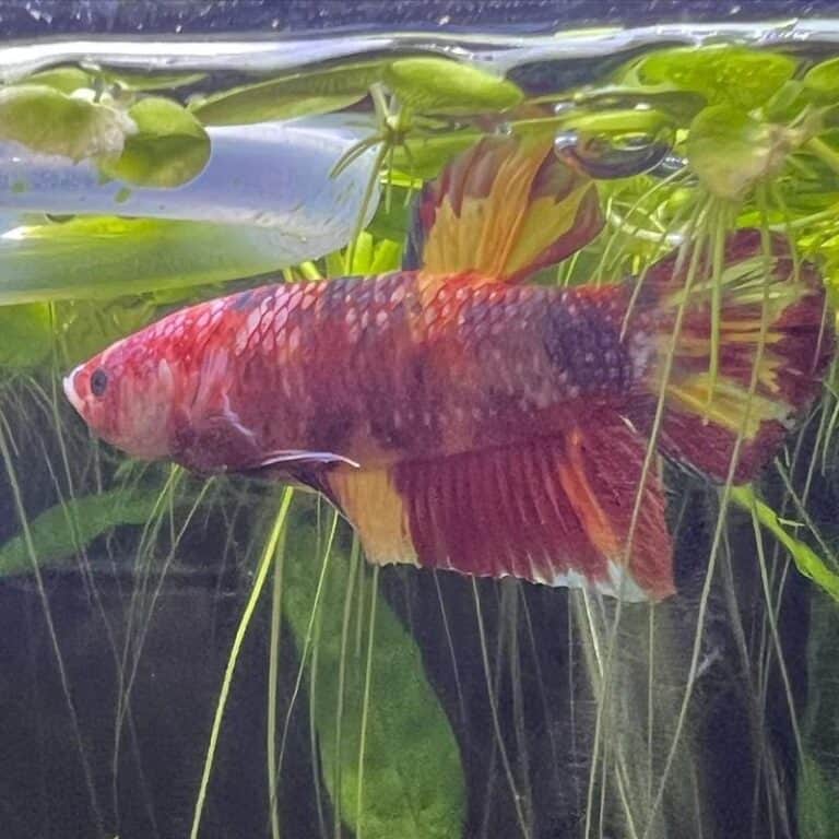 14 Betta Fish Diseases: Symptoms & Treatment - The Aquarium Life