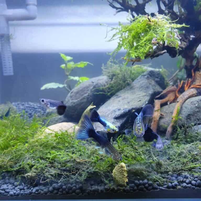 40+ Types of Guppies: Different Colors, Tails Variants