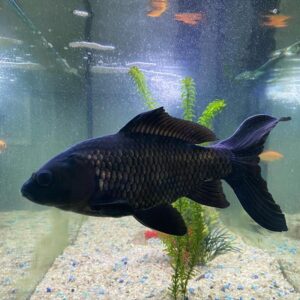 Comet Goldfish: Care, Size, Lifespan, Tankmates