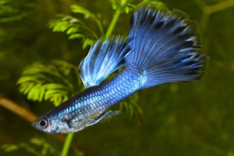 40+ Types of Guppies: Different Colors, Tails Variants