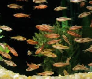 Top 15 Freshwater Schooling Fish for Your Aquarium