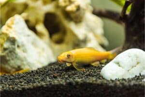 Chinese Algae Eater Care: Size, Lifespan, & More