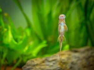 Chinese Algae Eater Care: Size, Lifespan, & More