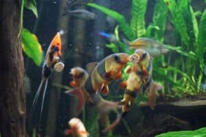 Clown Loach: Profile, Care, Diet & Tank Mates