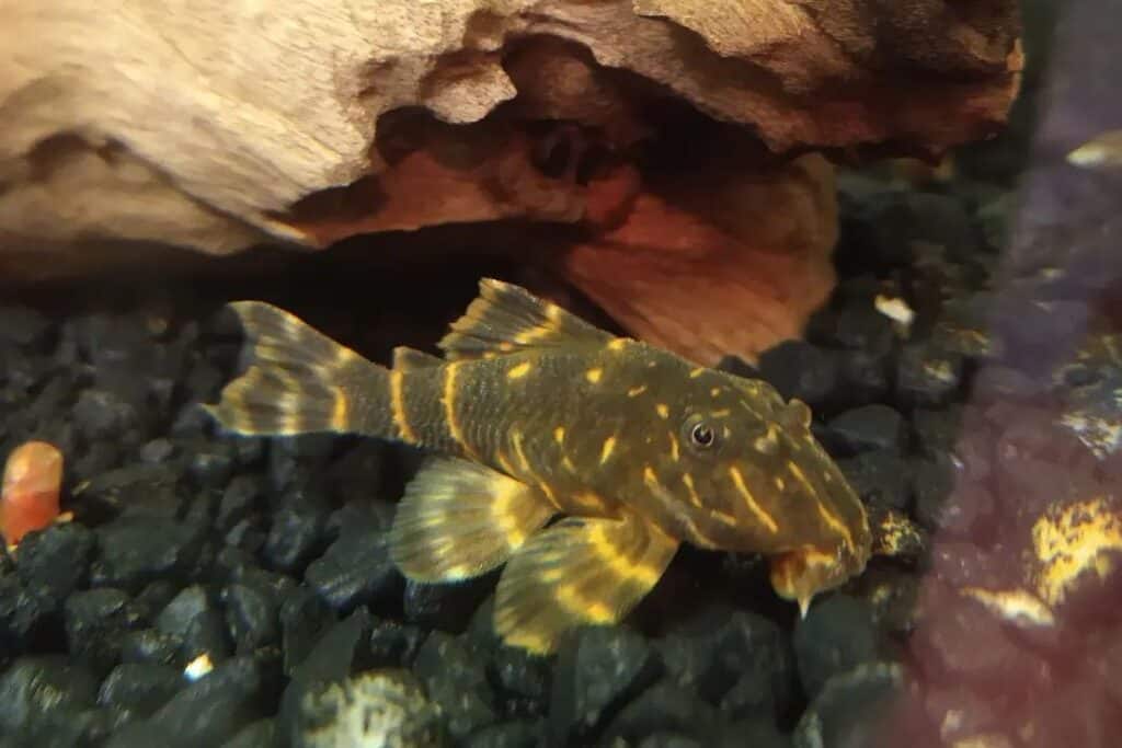 Clown Pleco Guide: Size, Care, Food & Tank Mates