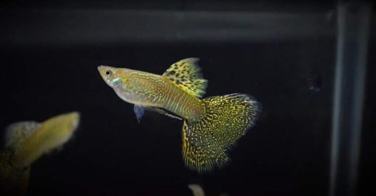 40+ Types of Guppies: Different Colors, Tails Variants