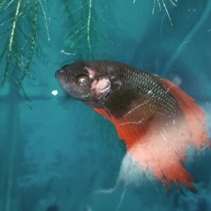 Cotton Wool Disease(Columnaris): Causes & Treatment