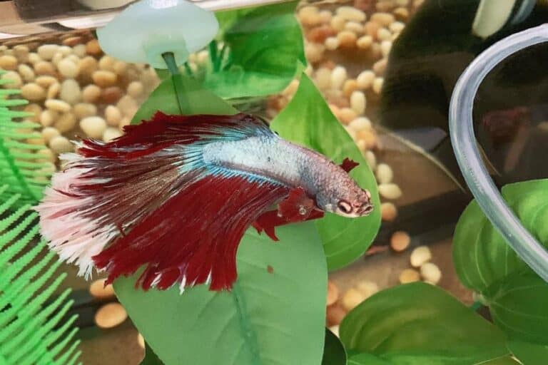 14 Betta Fish Diseases: Symptoms & Treatment - The Aquarium Life