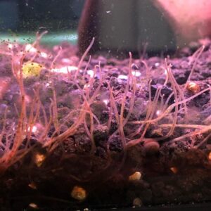 Planaria Worms in Aquarium: How to Kill Them