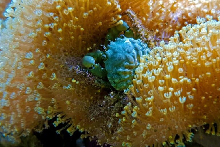 Emerald Crabs in Aquariums: Size, Diet & Care