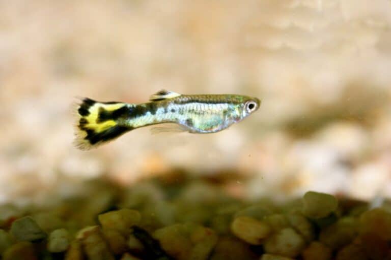 40+ Types of Guppies: Different Colors, Tails Variants